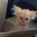 ROBLOX | Blue Lock: Rivals | Style Nel Isagi | Flow Awakened Genius ...