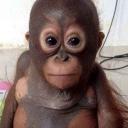 Diamond Esok Sekolah 165M/S | Steal A Brainrot | SAB