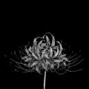 All 50 Fragment + Kagune Sac 50x(Bikaku, Koukaku, Rinkaku, Ukaku ...