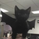 AUT | The Strongest In History TSIH (Sukuna Skin) | A Universal Time