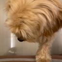 Onirifalx Rod Set (Oni Set) - ROBLOX FISCH