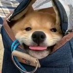 Fallen Angelic Crazy Diamond | CD | 25d30s40h10a | A Universal Time | AUT