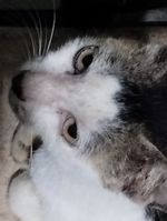 FischF258 Lv.1003 7,103,220 C$ [Polaris Serenade] Skin Candy Cane ...