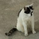 Admin Commands【7499rb】Steal a BrainrotVictor Team ~ Lowest Price