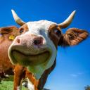 Blessed Exalted Cupid queen outfit | grand piece online