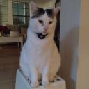 [FAST DELIVERY] 9000 HALLOWEEN CAPSULE PART 2 - Anime Last Stand