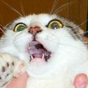 CRAZED BLITZ ESSENCE - TYPE SOUL